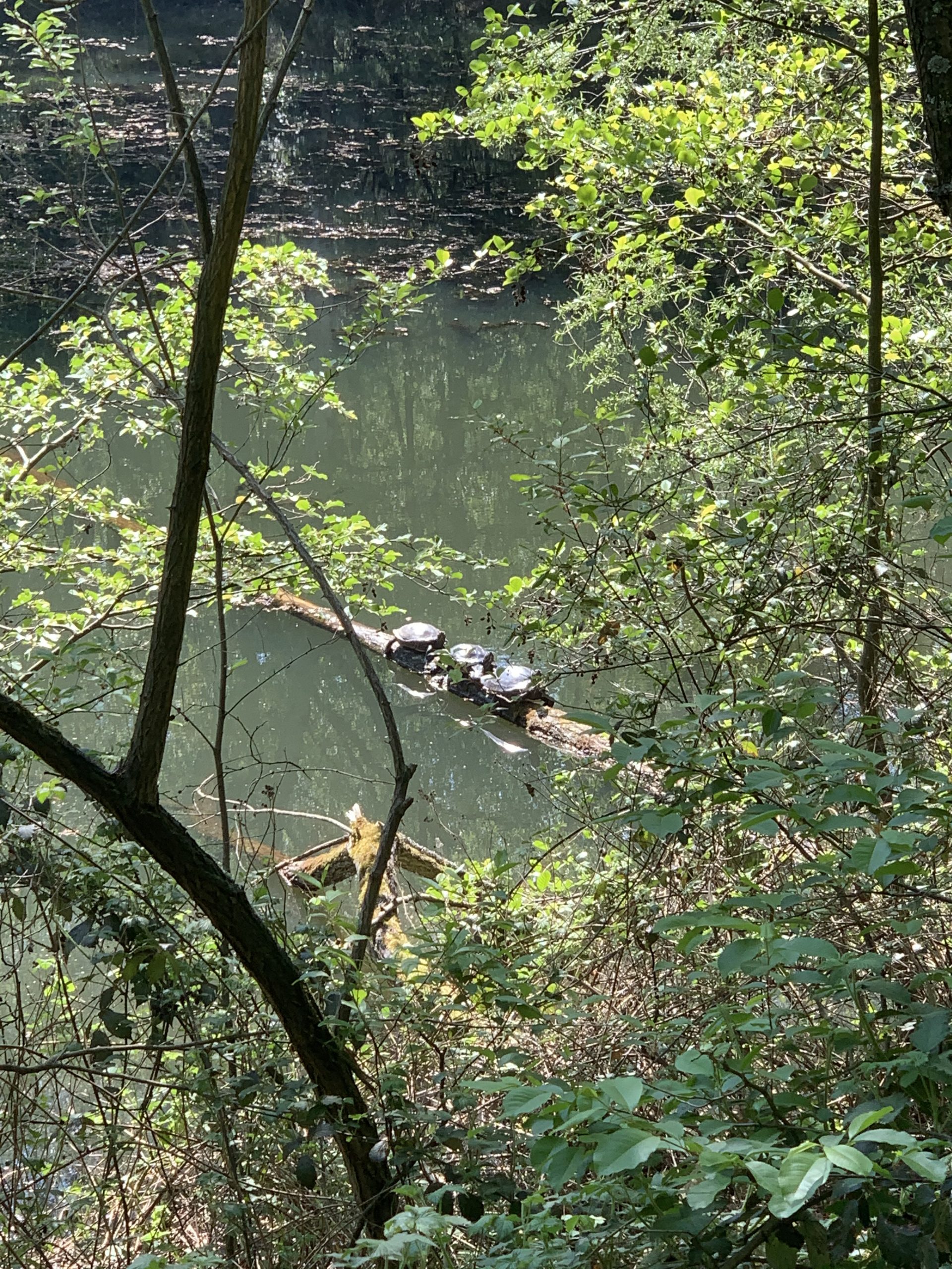 Heider Bergsee in Brühl